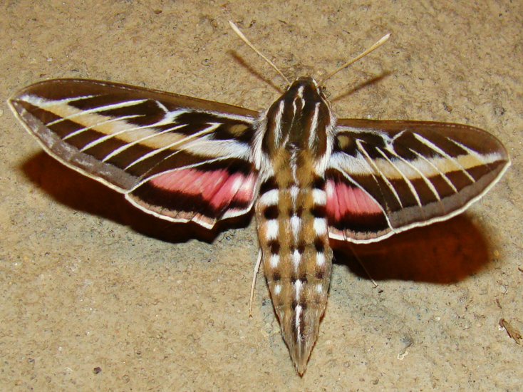 White Lined Sphinx What s That Bug 