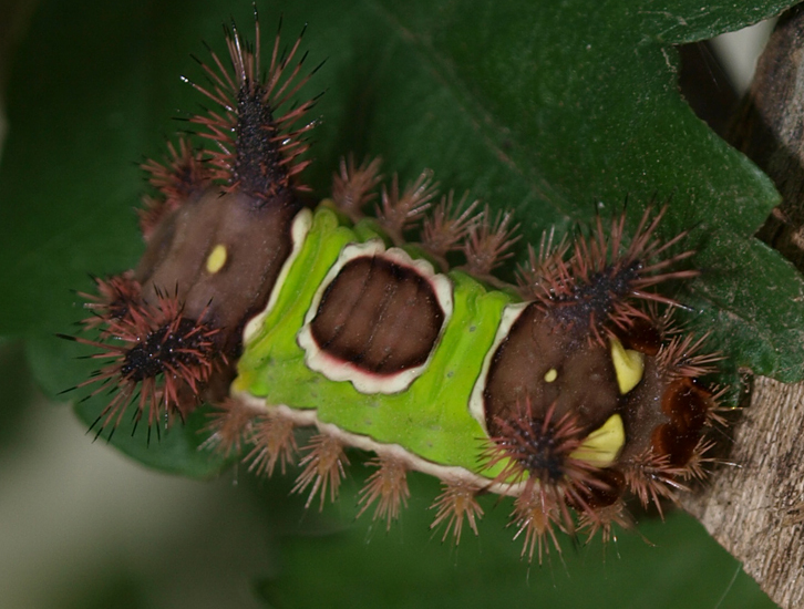 Saddleback Caterpillar What s That Bug saddleback-caterpillar-what-s-that-bug