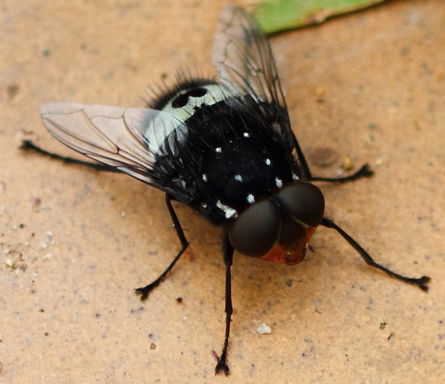 Bristle Fly From Australia Amphibolia Vidua What s That Bug Bristle Fly From Australia Amphibolia Vidua What s That Bug