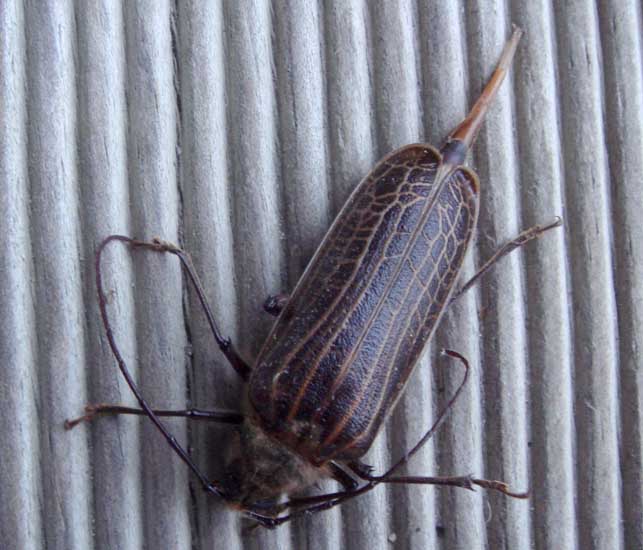 HuHu Beetle From New Zealand What s That Bug HuHu Beetle From New Zealand What s That Bug