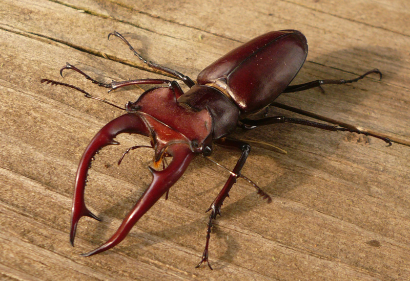 Giant Stag Beetle What s That Bug Giant Stag Beetle What s That Bug