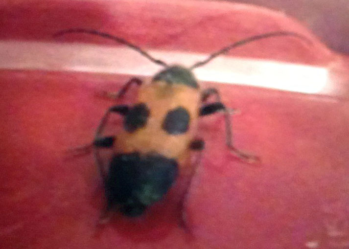 Cedar Tree Borer What s That Bug cedar-tree-borer-what-s-that-bug