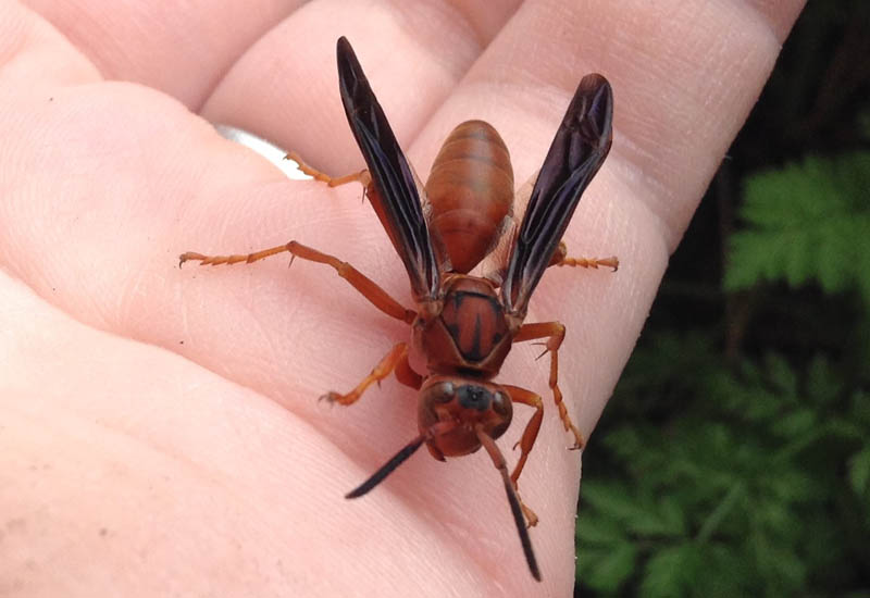 Paper Wasp What s That Bug Paper Wasp What s That Bug