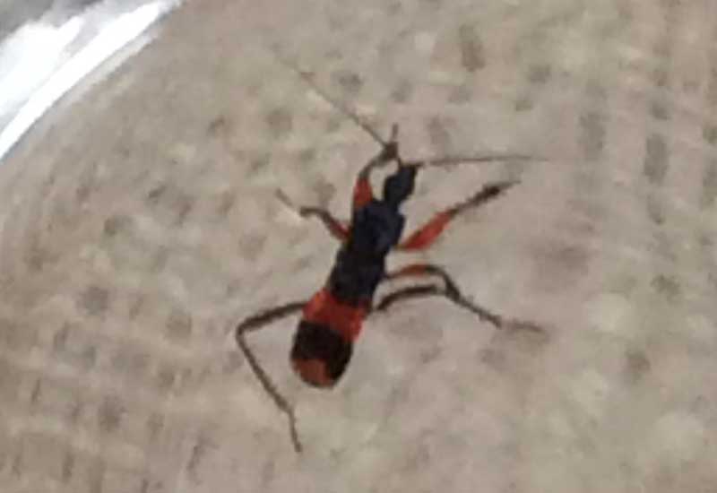 Assassin Bug And Bite Marks From Australia Whats That Bug
