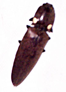 Fire Beetle: All You Need to Know in a Quick Guide - What's That Bug?