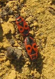 What Do Firebugs Eat? Fiery Red Bugs Who Suck on Treeparts - What's ...