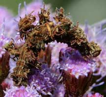 Inchworm: All You Need to Know for a Fascinating Discovery - What's ...