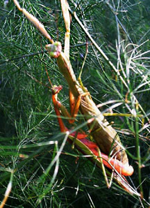 Praying Mantis Life Cycle: Fascinating Facts and Insights - What's That ...