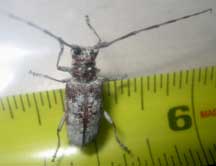 White Spotted Sawyer Beetle Poisonous? Debunking the Myth - What's That ...