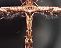 Discover the T-Shaped Bug: Your Quick Reference Guide