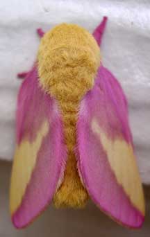 Rosy Maple Moth Life Cycle: A Fascinating Journey to Discover - What's ...