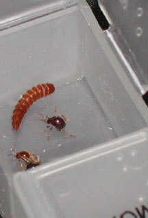 Spider Beetle Larvae UF/IFAS Stored Product Pests Photographs CD ROM