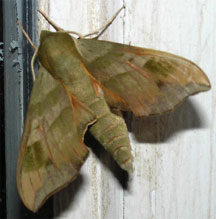 Virginia Creeper Sphinx Moth: Essential Guide for Enthusiasts - What's ...