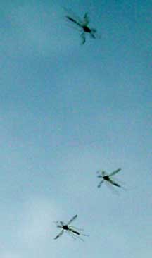 Midge Fly: All You Need to Know for Effective Control and Prevention ...