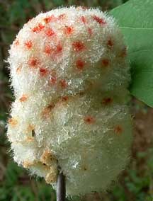 Wool Sower Gall: Essential Facts for Curious Minds - What's That Bug?
