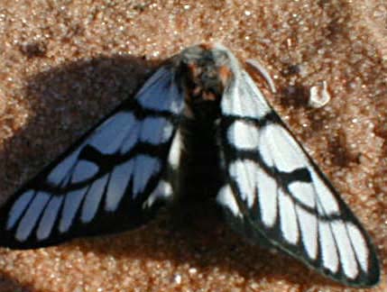Buck Moth Caterpillar Life Cycle: A Fascinating Journey In Nature ...