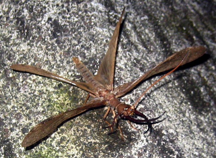 Dobsonfly Weight: These Huge Flies Weigh Shockingly High - What's That Bug?