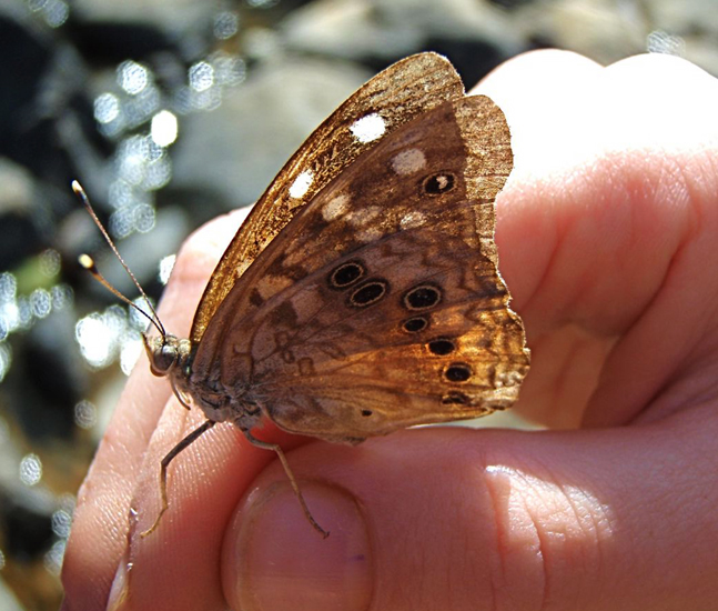 Hackberry Emperor: All You Need To Know In A Quick Guide - What's That Bug?