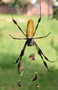 Golden Silk Spider: All You Need To Know In A Nutshell - What's That Bug?