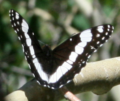 Red Admiral: All You Need to Know and More for Butterfly Enthusiasts ...