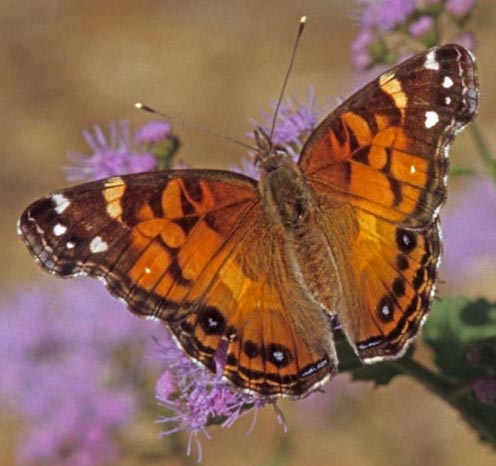 The Marvelous American Lady Butterfly: A Quick Guide - What's That Bug?