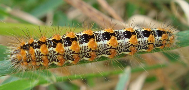 Cutworm Life Cycle: A Concise Guide To Understanding These Garden Pests ...