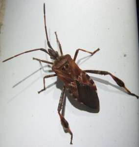 Seed Bugs - All You Need To Know - What's That Bug?