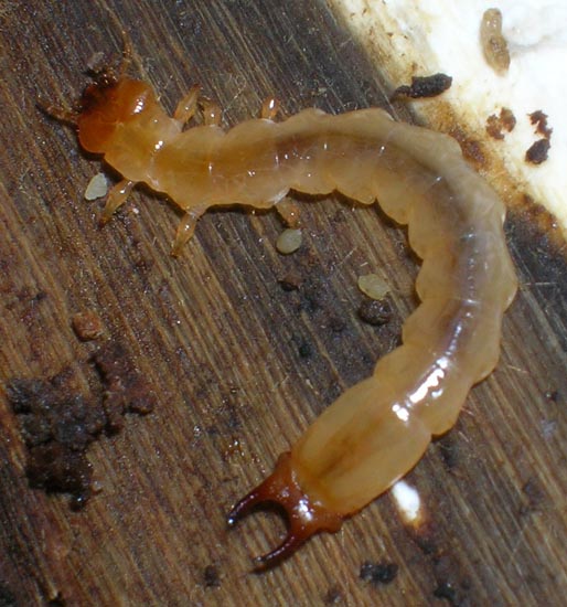 Fire Colored Beetle: Essential Facts for Enthusiasts - What's That Bug?