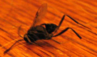 How To Get Rid Of Wasps? - What's That Bug?