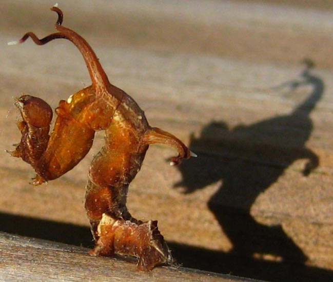 Do inchworms sleep? Unveiling the mystery of their rest habits - What's ...