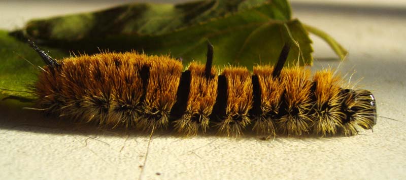 American Dagger Moth Life Cycle: Unraveling The Mystery Of This ...