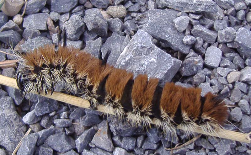 American Dagger Moth Life Cycle: Unraveling The Mystery Of This ...