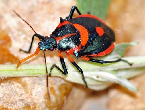 Florida Predatory Stink Bug - What's That Bug?