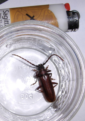 Brown Prionid: All You Need to Know About This Fascinating Beetle ...