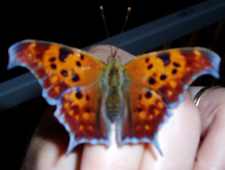 Question Mark Butterfly: All You Need to Know in a Nutshell - What's ...