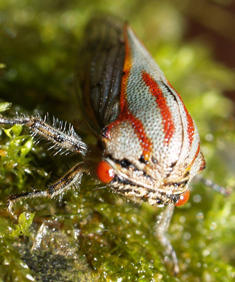 Oak Treehopper: Quick Facts for Curious Nature Lovers - What's That Bug?