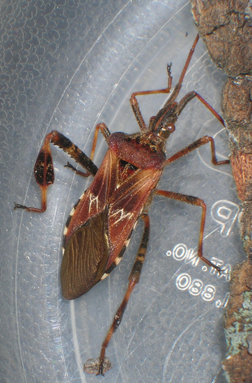 Seed Bugs - All You Need To Know - What's That Bug?