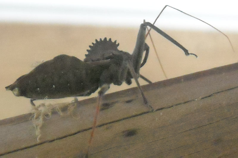 Do Wheel Bugs Bite? Uncovering The Truth About These Insects - What's ...