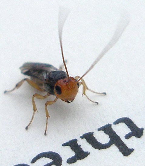 Hymenopteran, not Booklouse - What's That Bug?