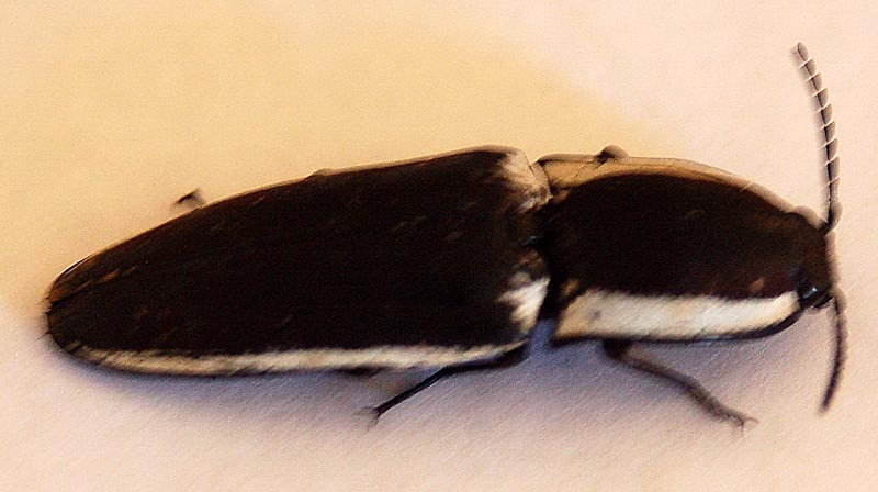 Click Beetle Vs Cockroach: Key Differences & Intriguing Facts - What's ...