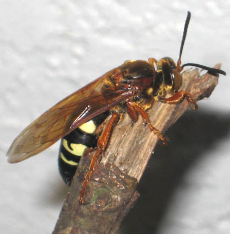 Cicada Killer Vs Japanese Hornet: 6 Main Differences - What's That Bug?