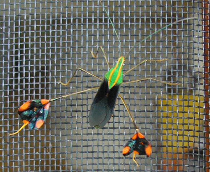 Leaf Footed Bug vs Kissing Bug: Key Differences Explained - What's That ...