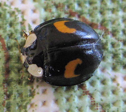 Ashy Grey Lady Beetle Facts: What You Need to Know in a Snap