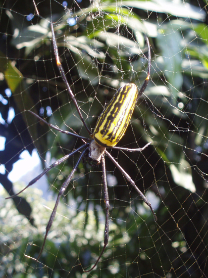 Golden Silk Spider: All You Need To Know In A Nutshell - What's That Bug?