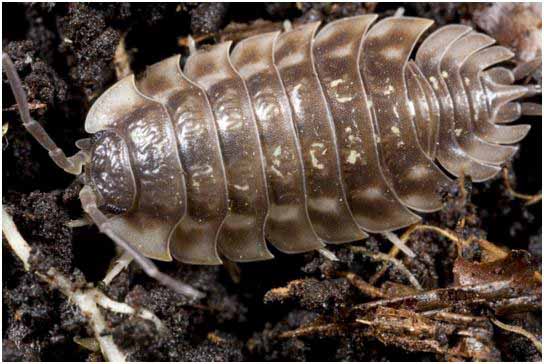 Slater - What's That Bug?