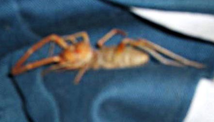 Sun Spider: All You Need To Know In A Nutshell - What's That Bug?