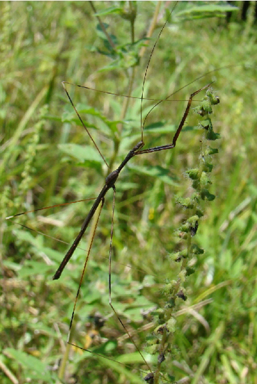 Emesinae: All You Need To Know About These Unique Insects - What's That ...