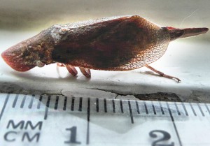 Leafhopper Damage: All You Need To Know For Healthy Plants - What's ...