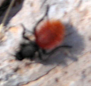 Where Are Velvet Ants Found? States Where Velvet Ants Are Common - What ...