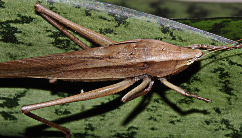 Do Katydids Bite? Discover the Reality Behind These Insects
